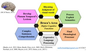 The language learning brain | PPTX