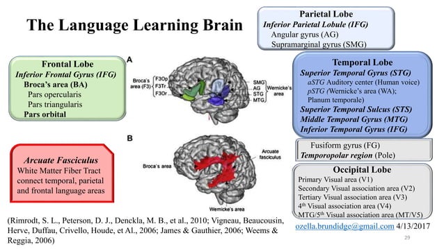 The language learning brain | PPTX