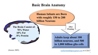 The language learning brain | PPTX