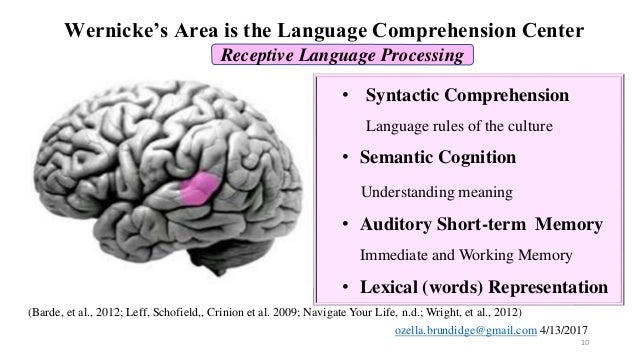 The language learning brain