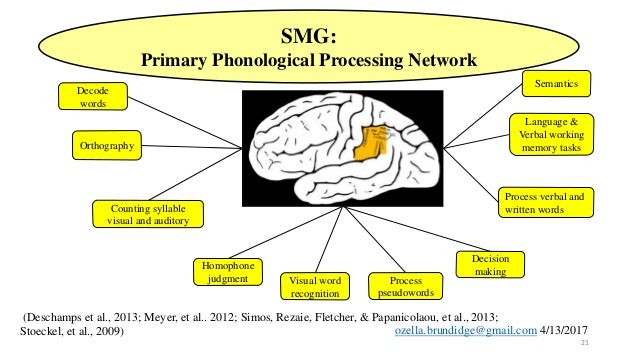 The language learning brain