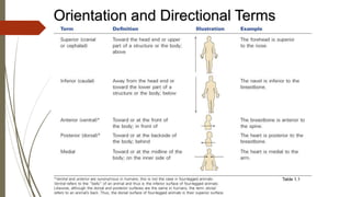 The language of anatomy.pdf