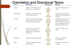 The language of anatomy.pdf
