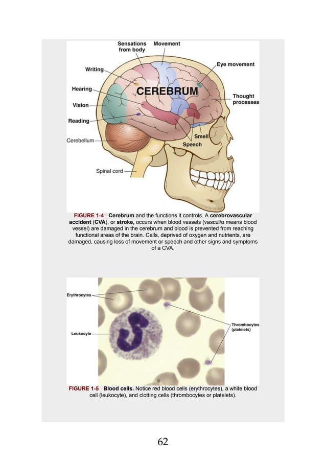 The Language of Medicine 12ed 2021 (Davi-Ellen Chabner)_medbookvn.com.pdf