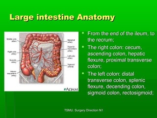 The large intestine | PPT