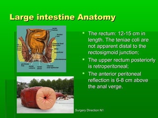 The large intestine | PPT