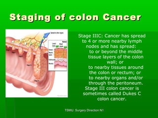 Layers Of Colon Wall
