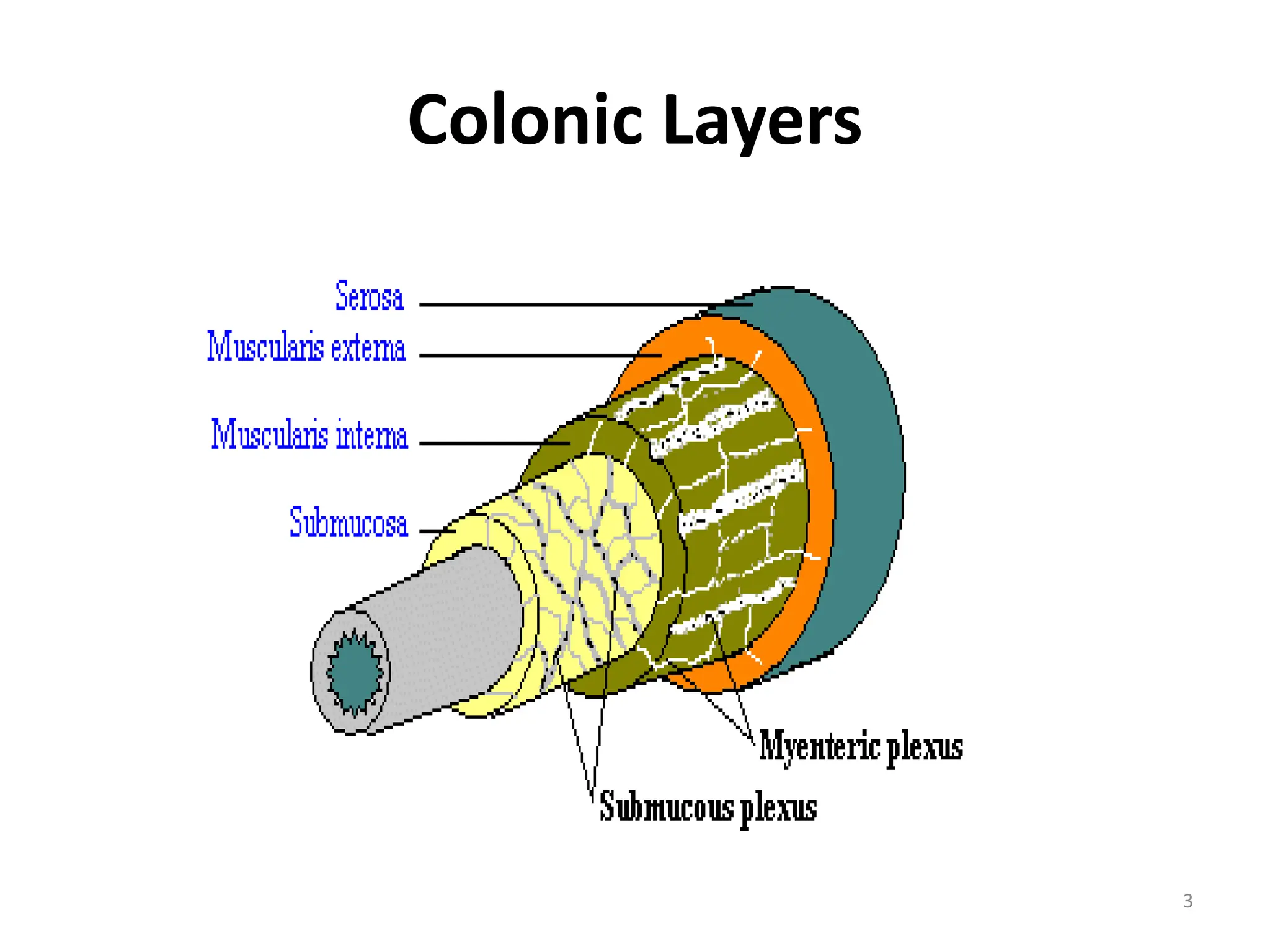 The Large Intestine. The Large Intestine. | PPTX