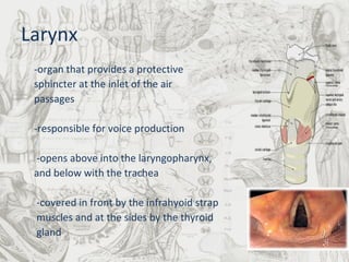 Larynxxx | PPT