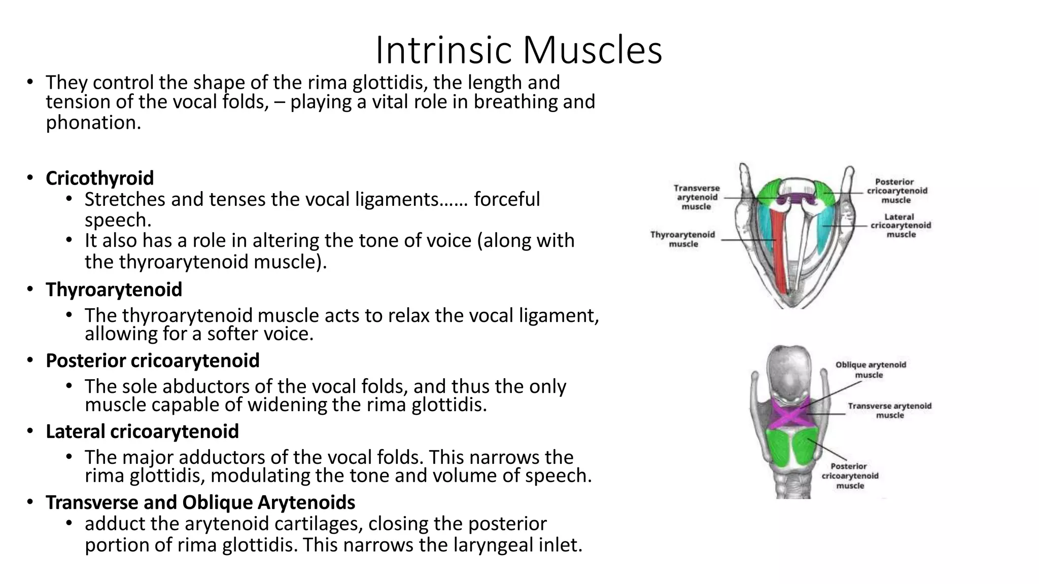 The larynx.pptx