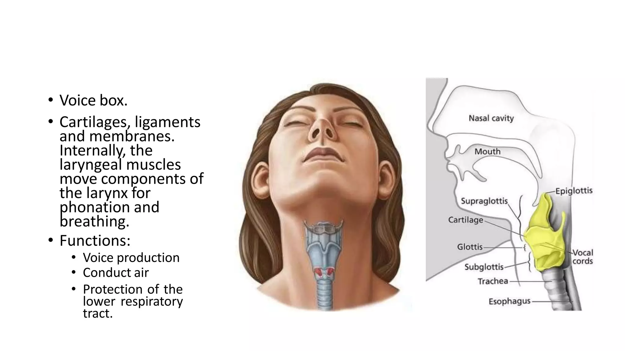 The larynx.pptx