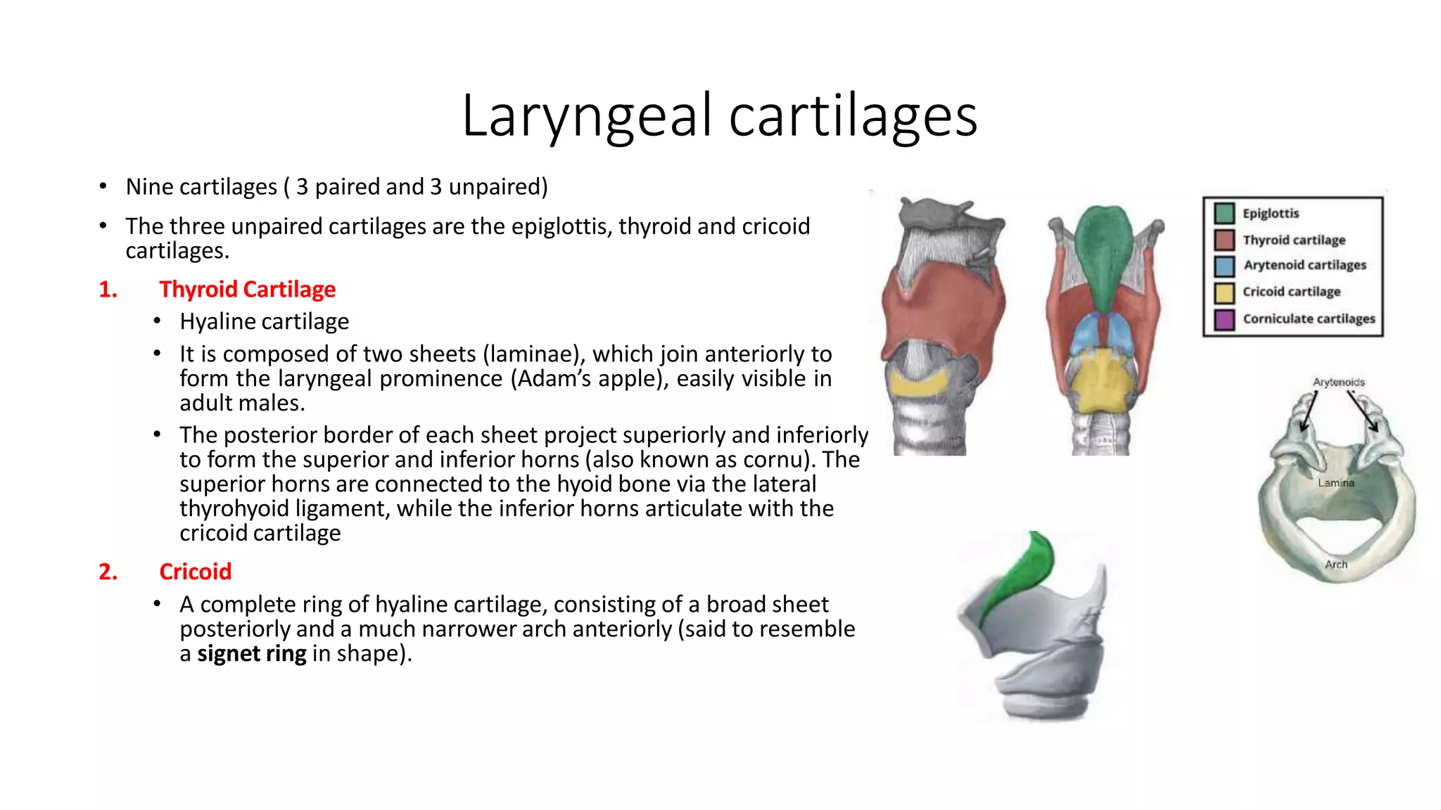 The larynx.pptx