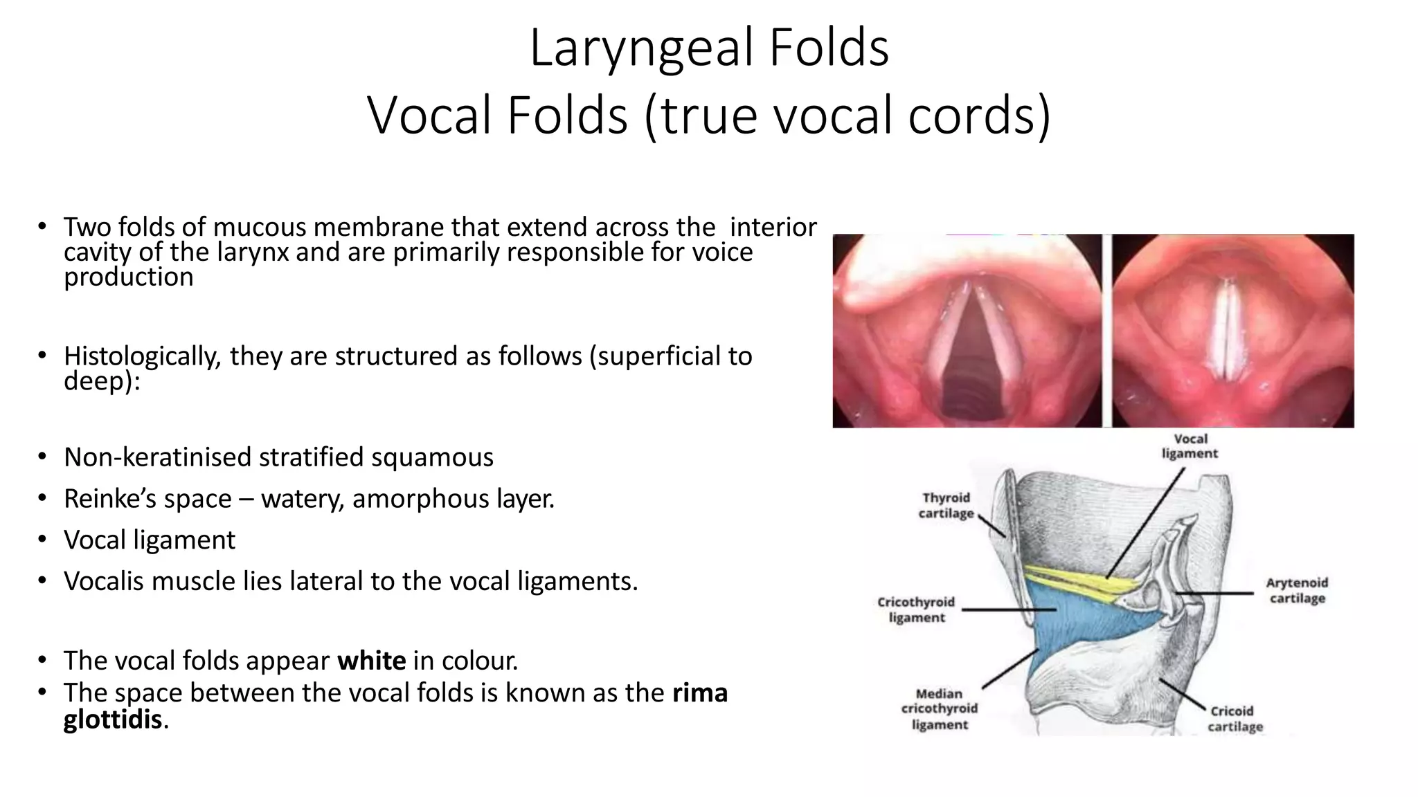 The larynx.pptx