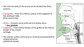 The larynx.pptx