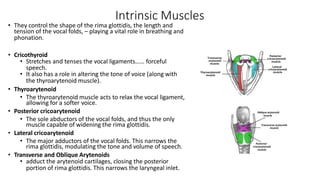 The larynx.pptx