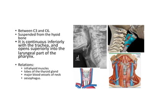 The larynx.pptx