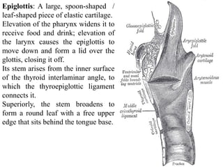 Larynx: Anatomy, Physiology, Clinical Importance | PPTX