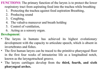 Larynx: Anatomy, Physiology, Clinical Importance | PPT | Free Download