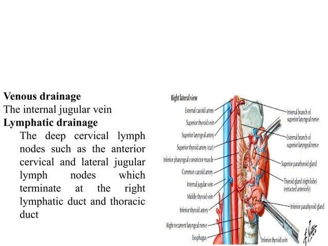 Larynx: Anatomy, Physiology, Clinical Importance | PPT | Free Download