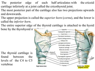 Larynx: Anatomy, Physiology, Clinical Importance | PPT | Free Download