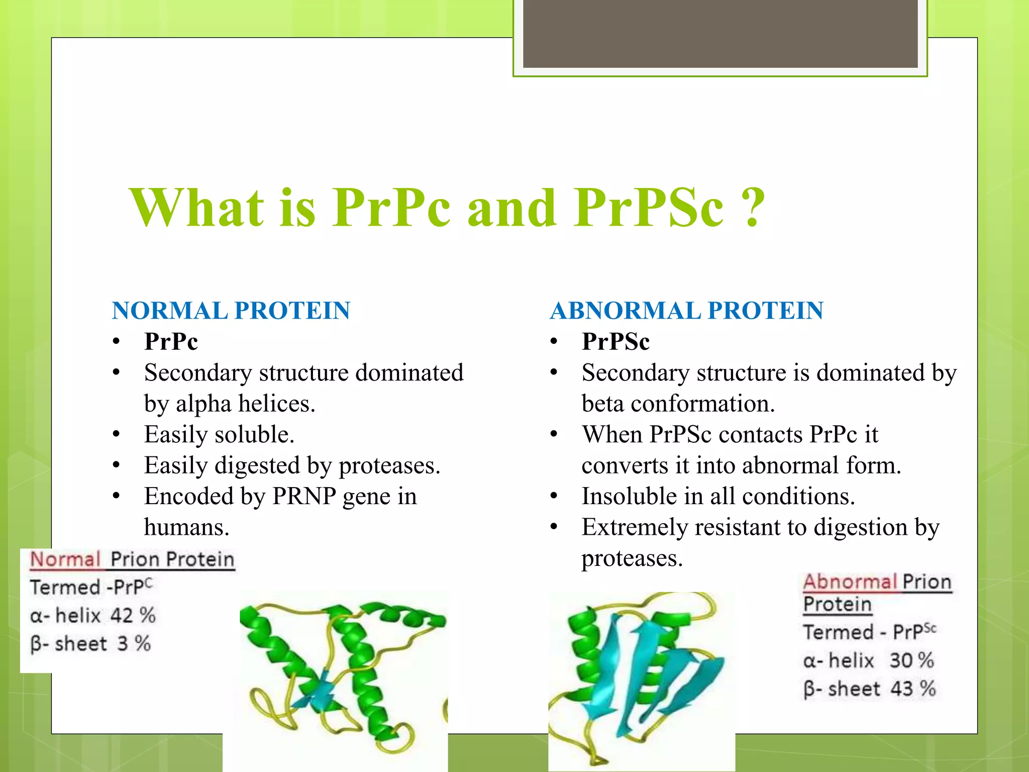 THE LAUGHING DEATH: KURU | PPTX