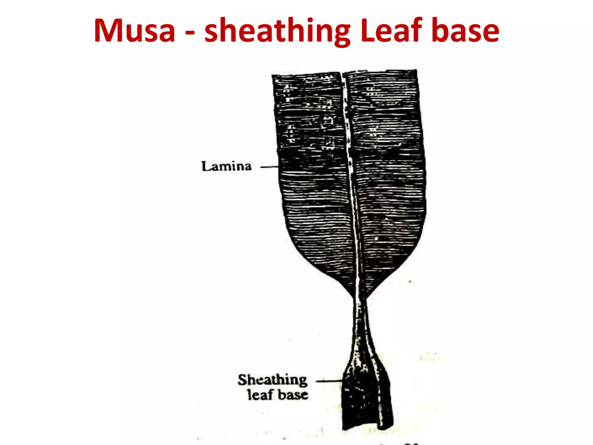The leaf | PPTX