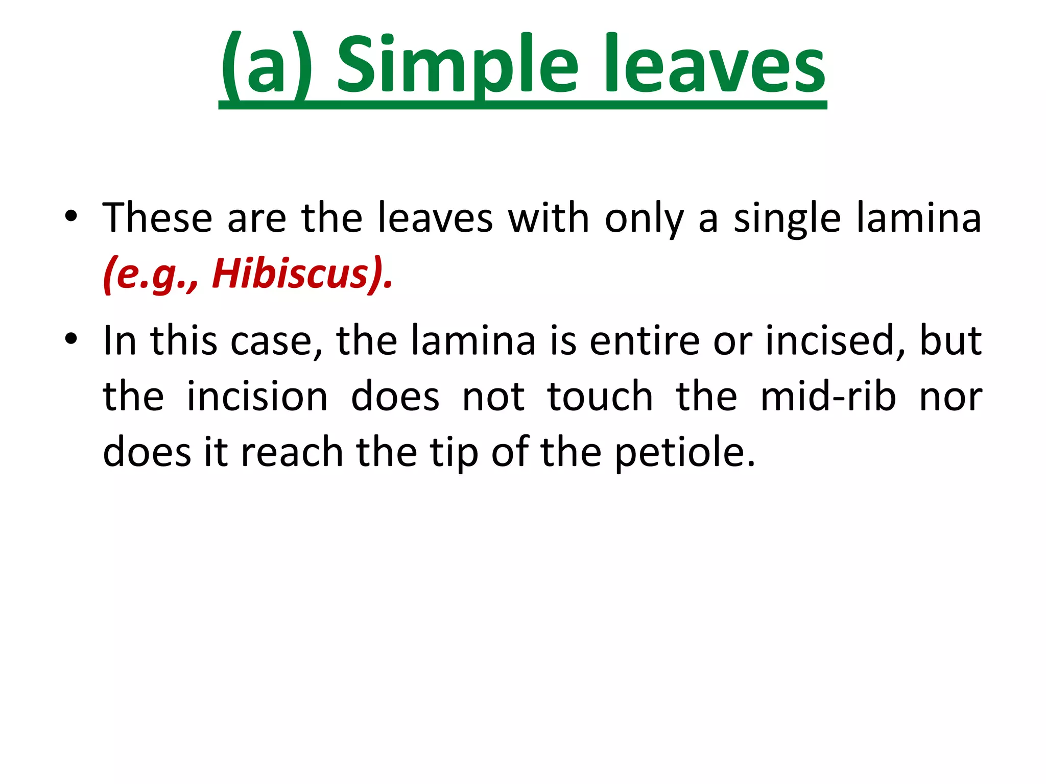 The leaf | PPTX