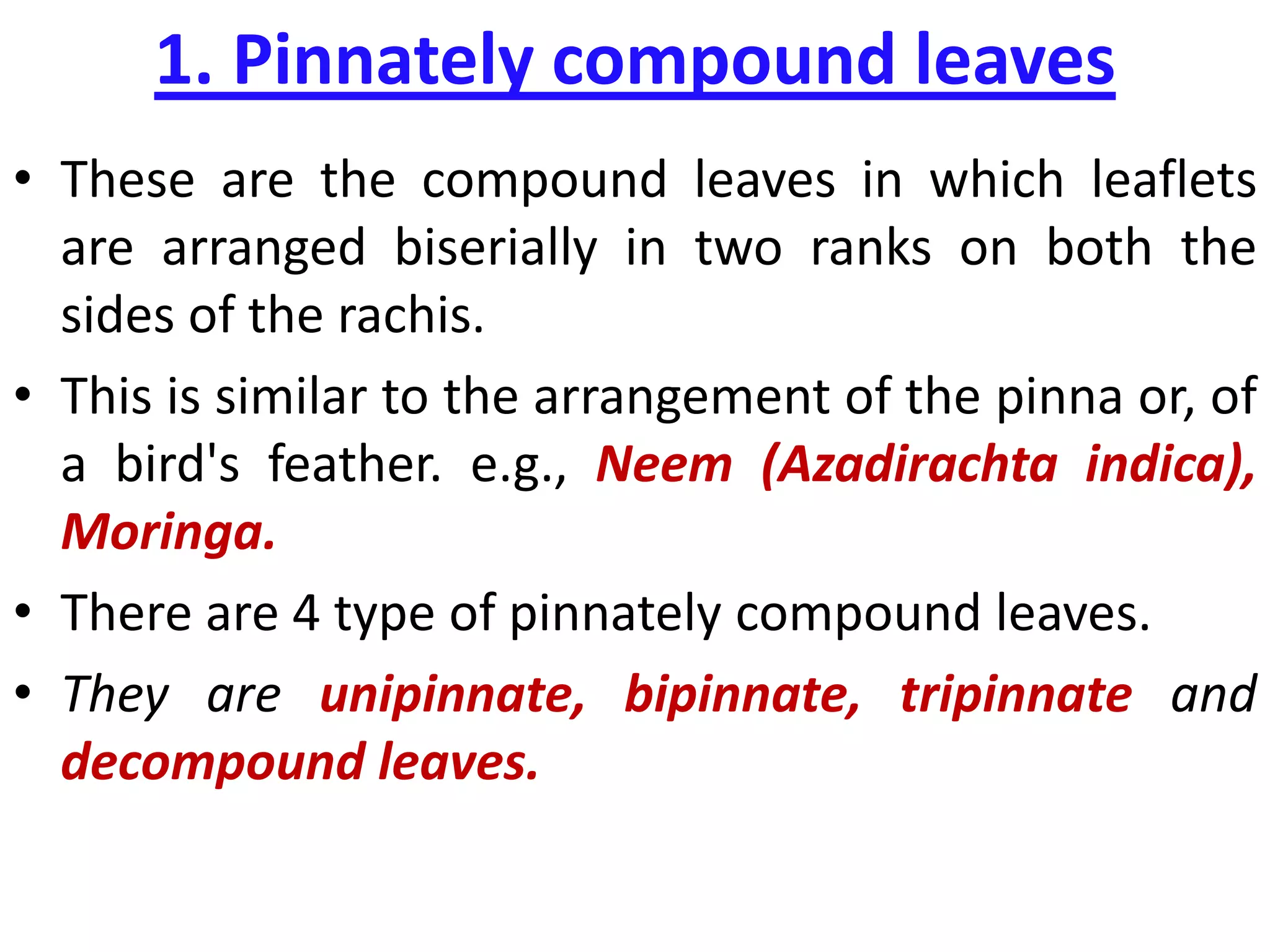 The leaf | PPTX