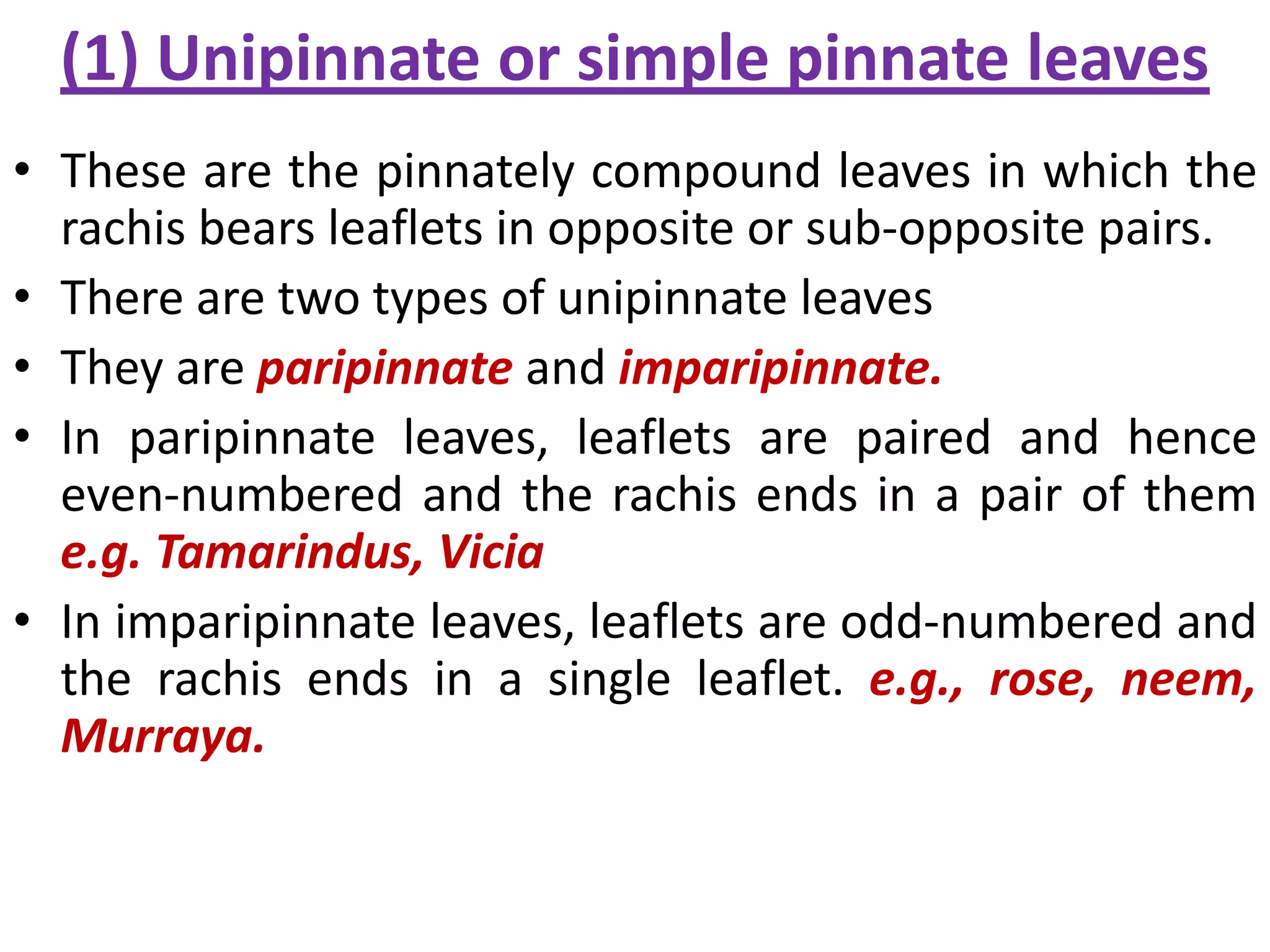 The leaf | PPTX