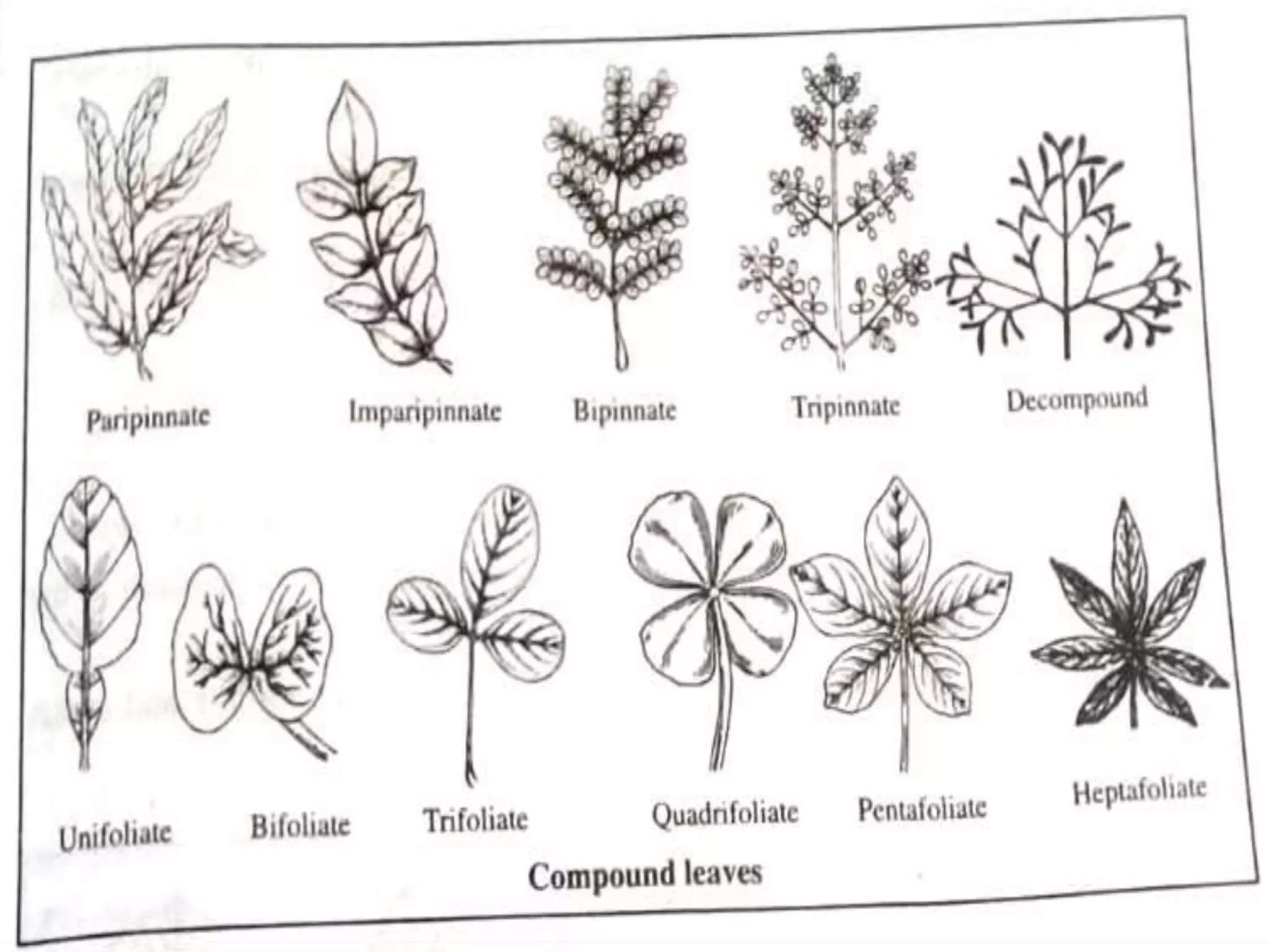 The leaf | PPTX | Gardening | Home & Garden