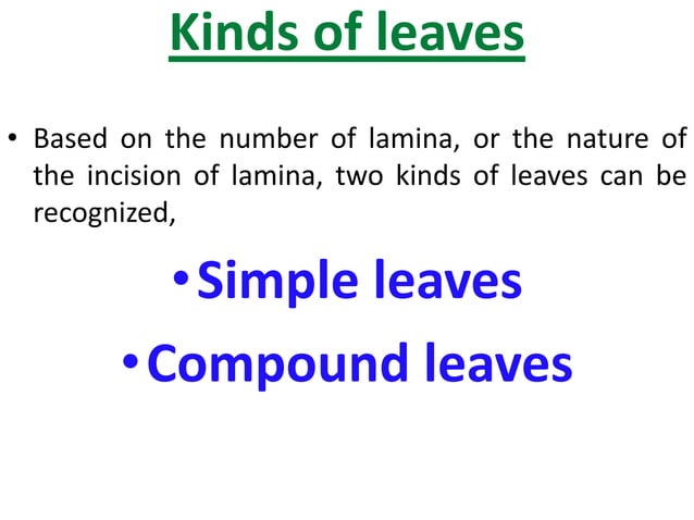 The leaf | PPTX | Gardening | Home & Garden