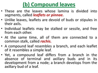 The leaf | PPTX