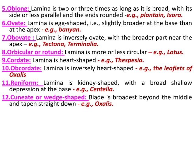 The leaf | PPTX | Gardening | Home & Garden