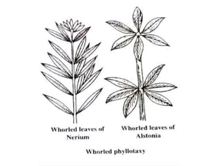 Whorled Phyllotaxy