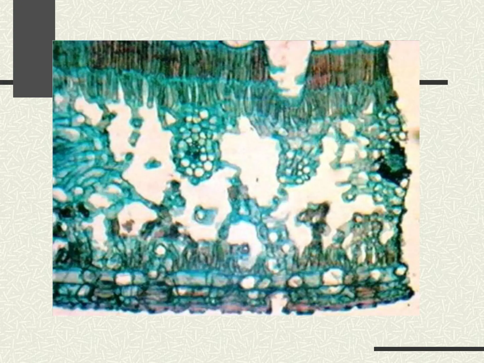 The_LeaF POWERPOINT PRESENTATION BIOLOGY | PDF