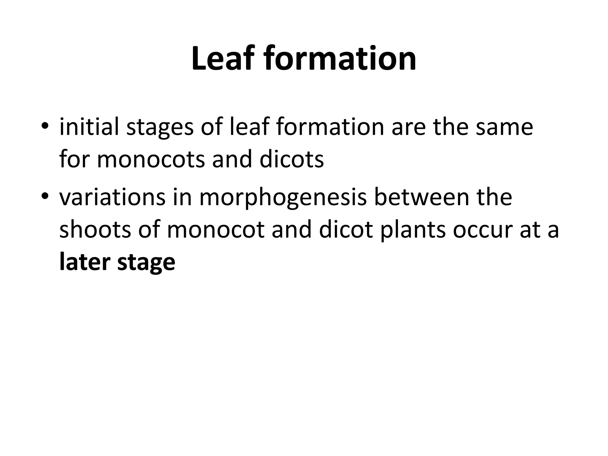The_LeaF POWERPOINT PRESENTATION BIOLOGY | PDF