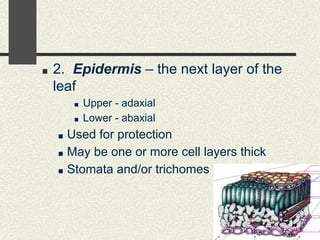 The_LeaF POWERPOINT PRESENTATION BIOLOGY | PDF
