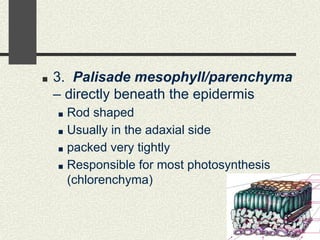 The_LeaF POWERPOINT PRESENTATION BIOLOGY | PDF