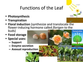 The_LeaF POWERPOINT PRESENTATION BIOLOGY | PDF