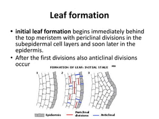 The_LeaF POWERPOINT PRESENTATION BIOLOGY | PDF