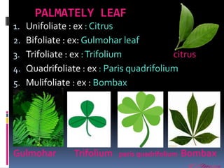 PLANT LEAF | PPT