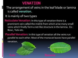 PLANT LEAF | PPT