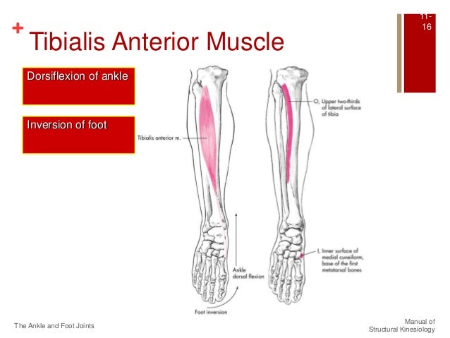 Ankle Inversion Muscles