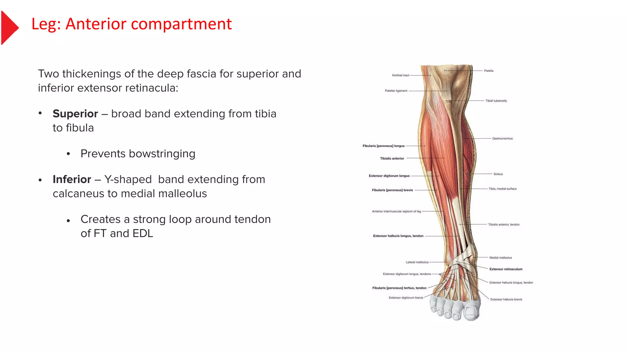 anatomy of the leg muscles | PDF