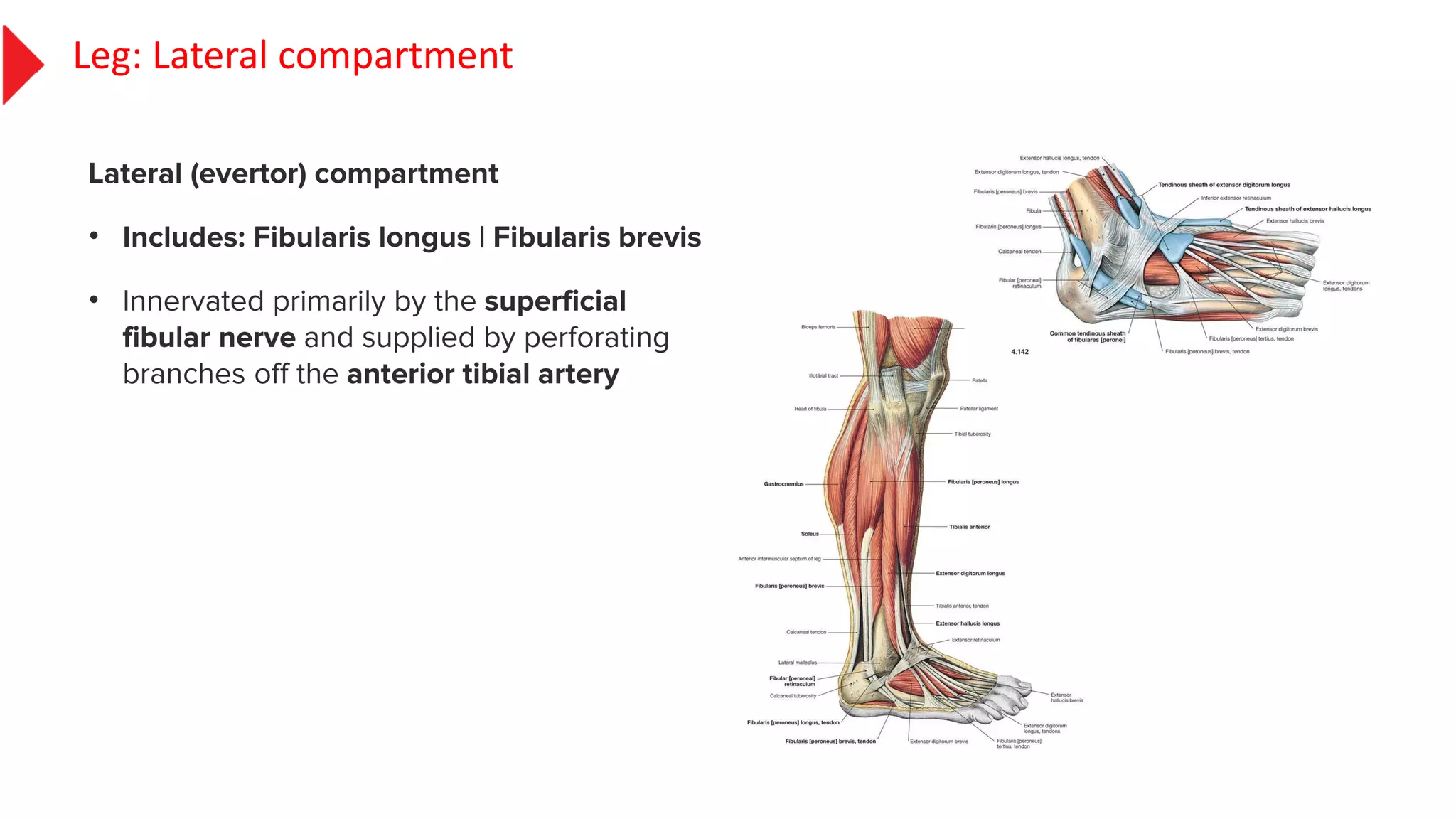 anatomy of the leg muscles | PDF