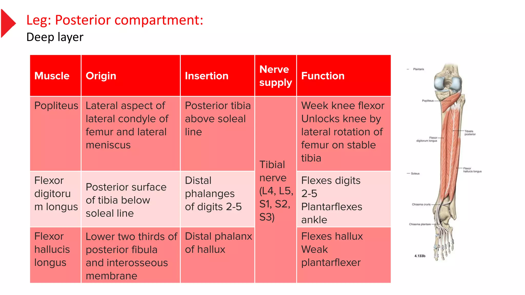 anatomy of the leg muscles | PDF