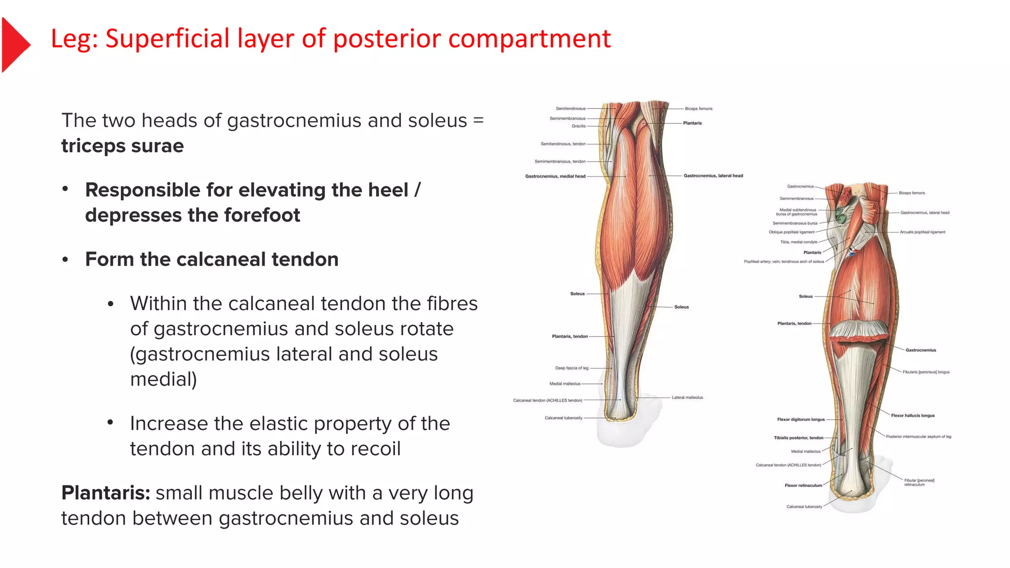 anatomy of the leg muscles | PDF