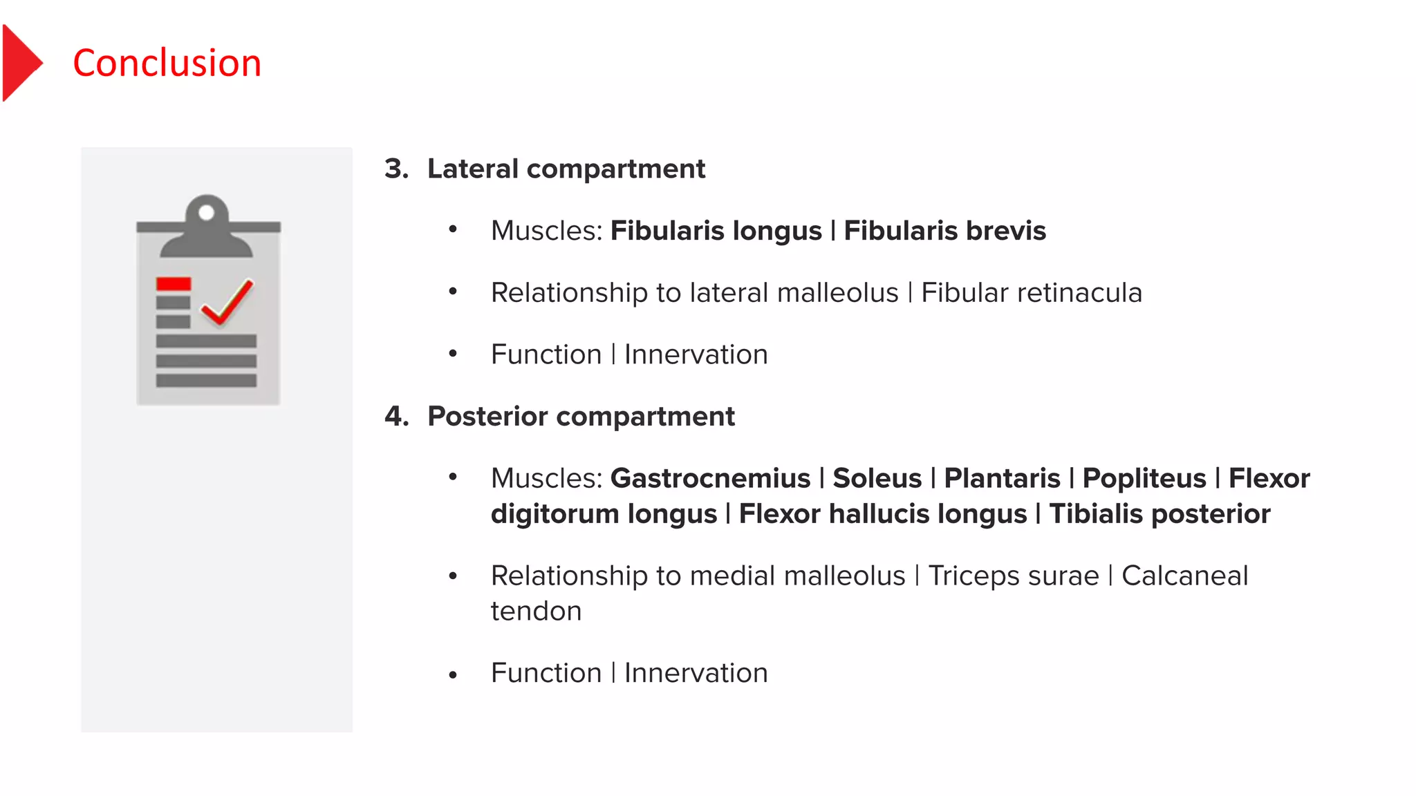 anatomy of the leg muscles | PDF