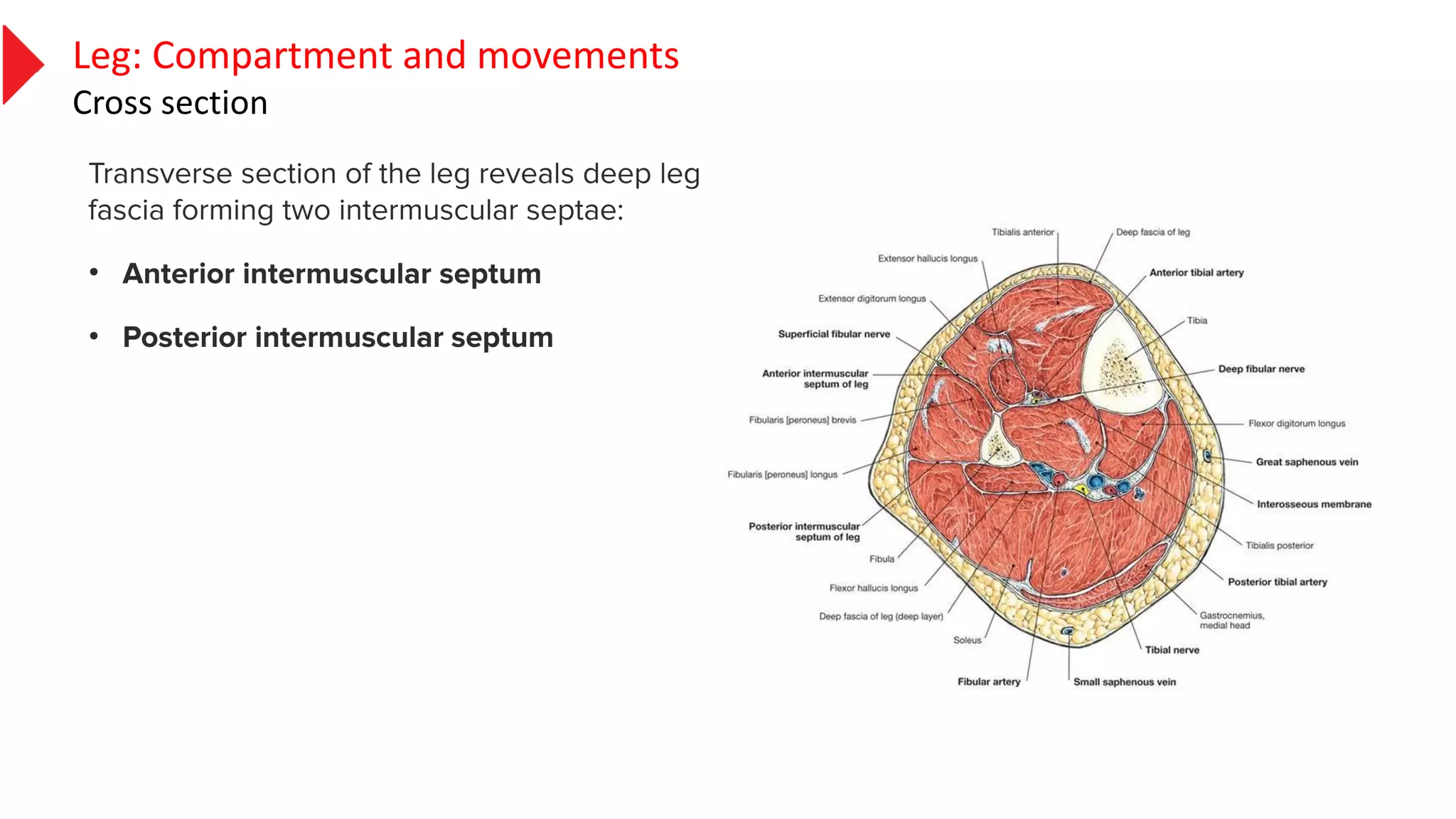 anatomy of the leg muscles | PDF