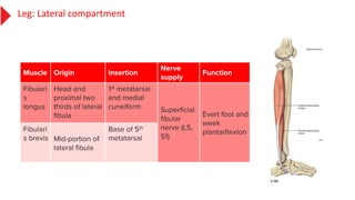 anatomy of the leg muscles | PDF